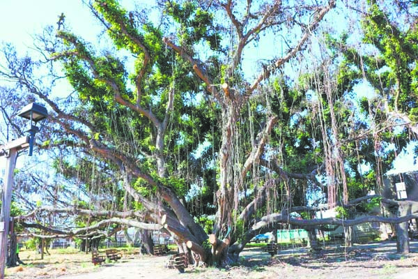 dlnr_banyan_tree | News, Sports, Jobs - Maui News